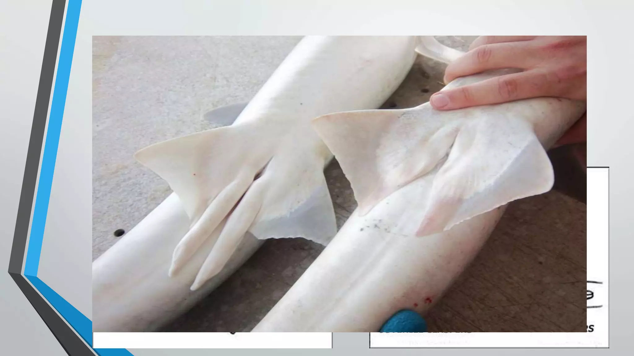 Reproductive behavior and parental care in sharks | PPTX