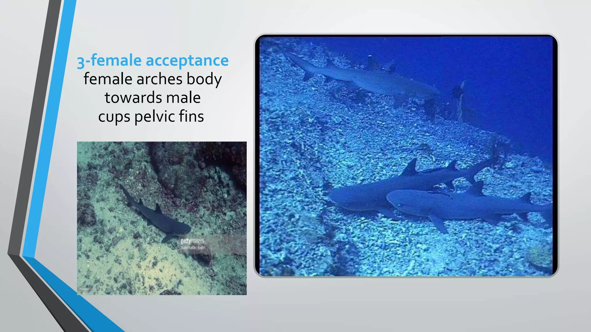 Reproductive behavior and parental care in sharks | PPTX