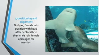 Reproductive behavior and parental care in sharks | PPTX