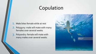 Reproductive behavior and parental care in sharks | PPTX