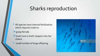 Reproductive behavior and parental care in sharks | PPTX