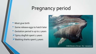Reproductive behavior and parental care in sharks | PPTX
