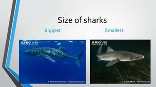 Reproductive behavior and parental care in sharks | PPTX