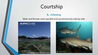 Reproductive behavior and parental care in sharks | PPTX