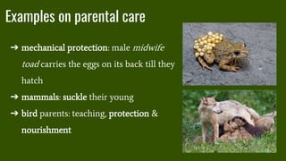 Reproductive behaviour-Parental care.pptx