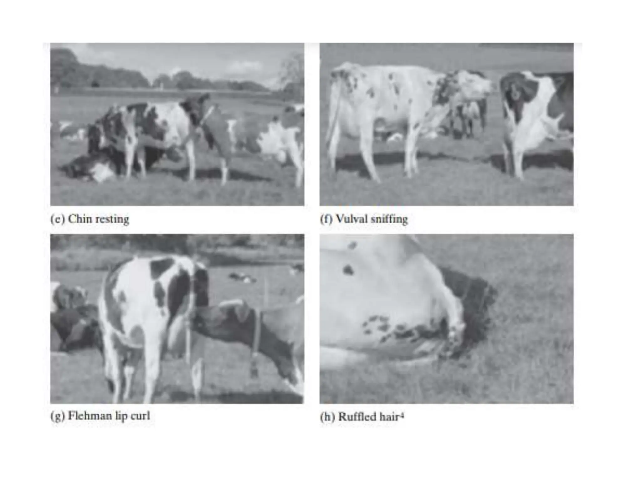 Reproductive Behaviour in farm animals (1).pptx