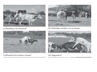 Reproductive Behaviour in farm animals (1).pptx