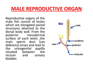 Fish Reproductive System