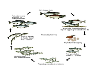 Fish Reproductive Cycle