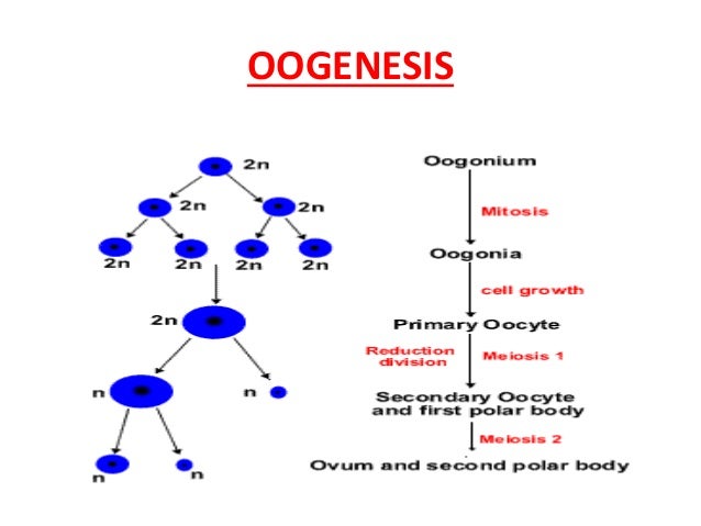 Reproductive biology