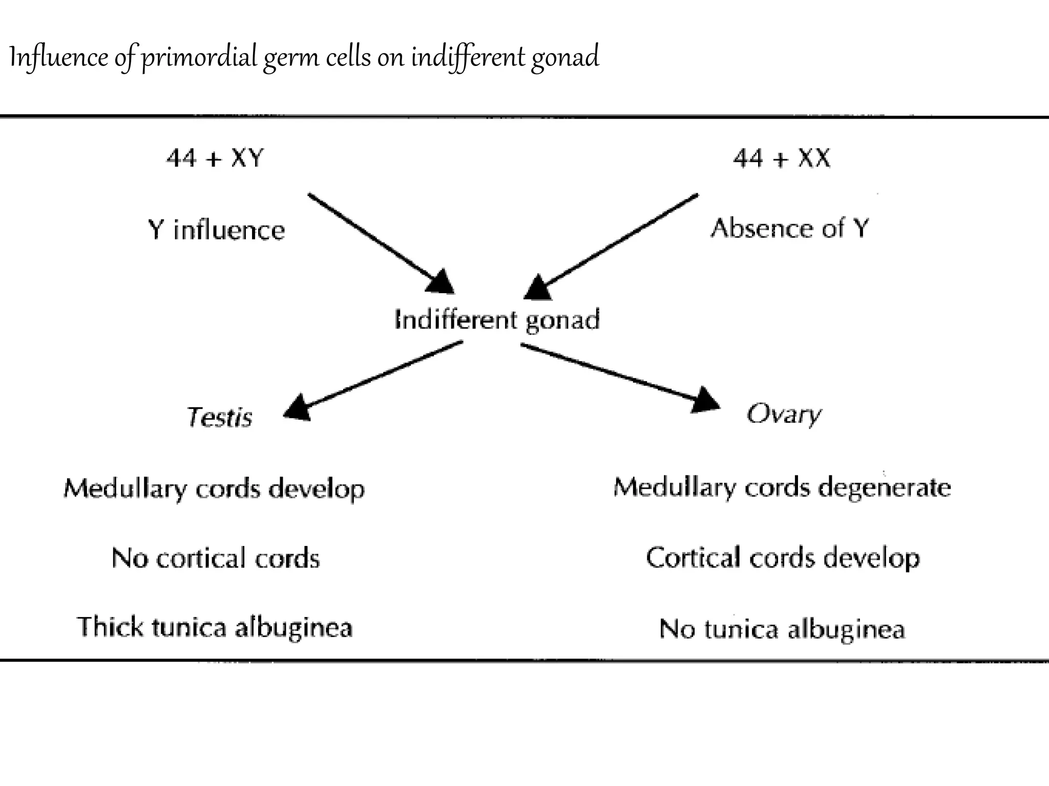 Sexual Differentiation During Development and Gonadal Dysgenesis | PPTX