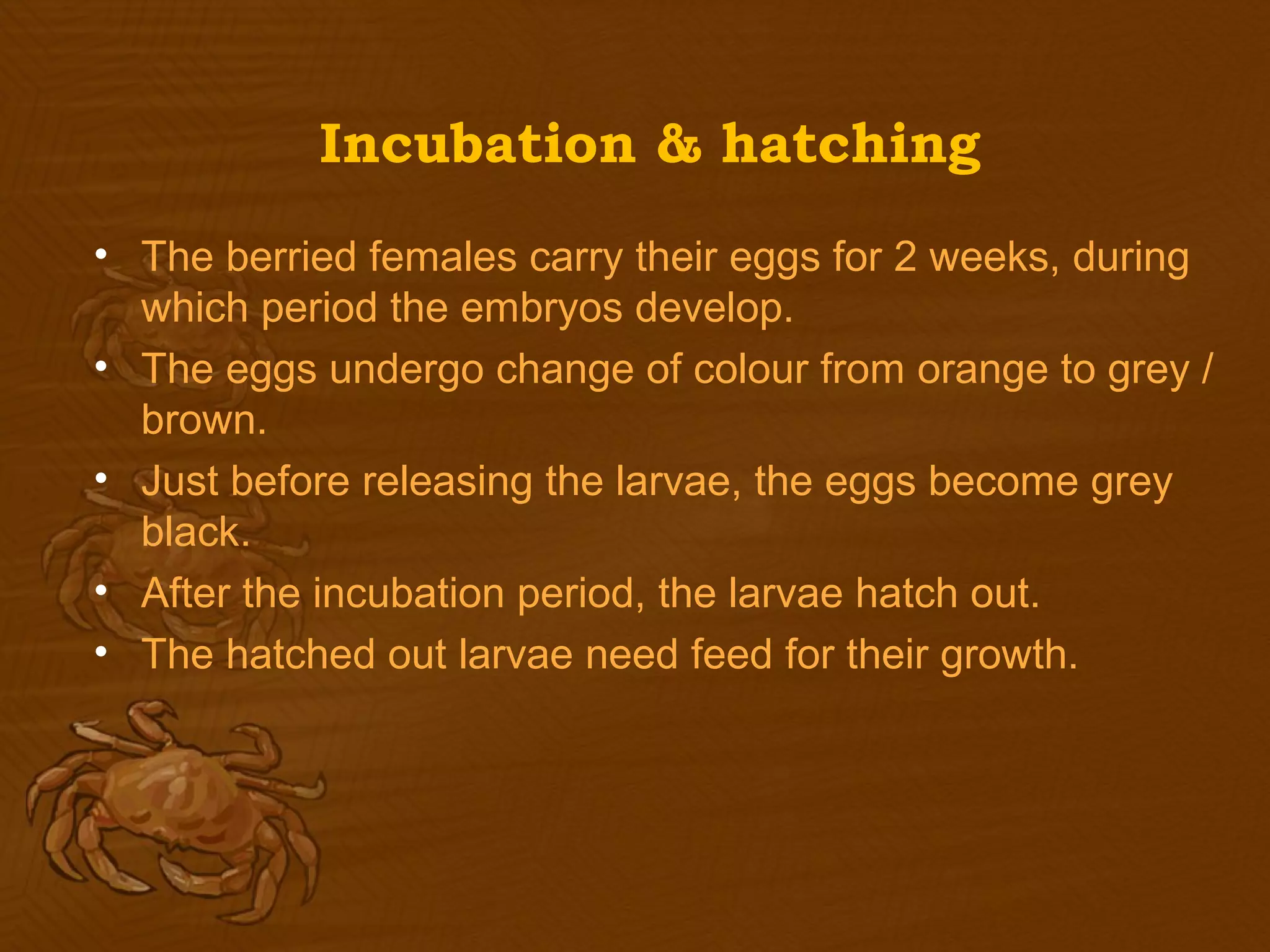 Reproductive biology and life cycle of crabs | PPT