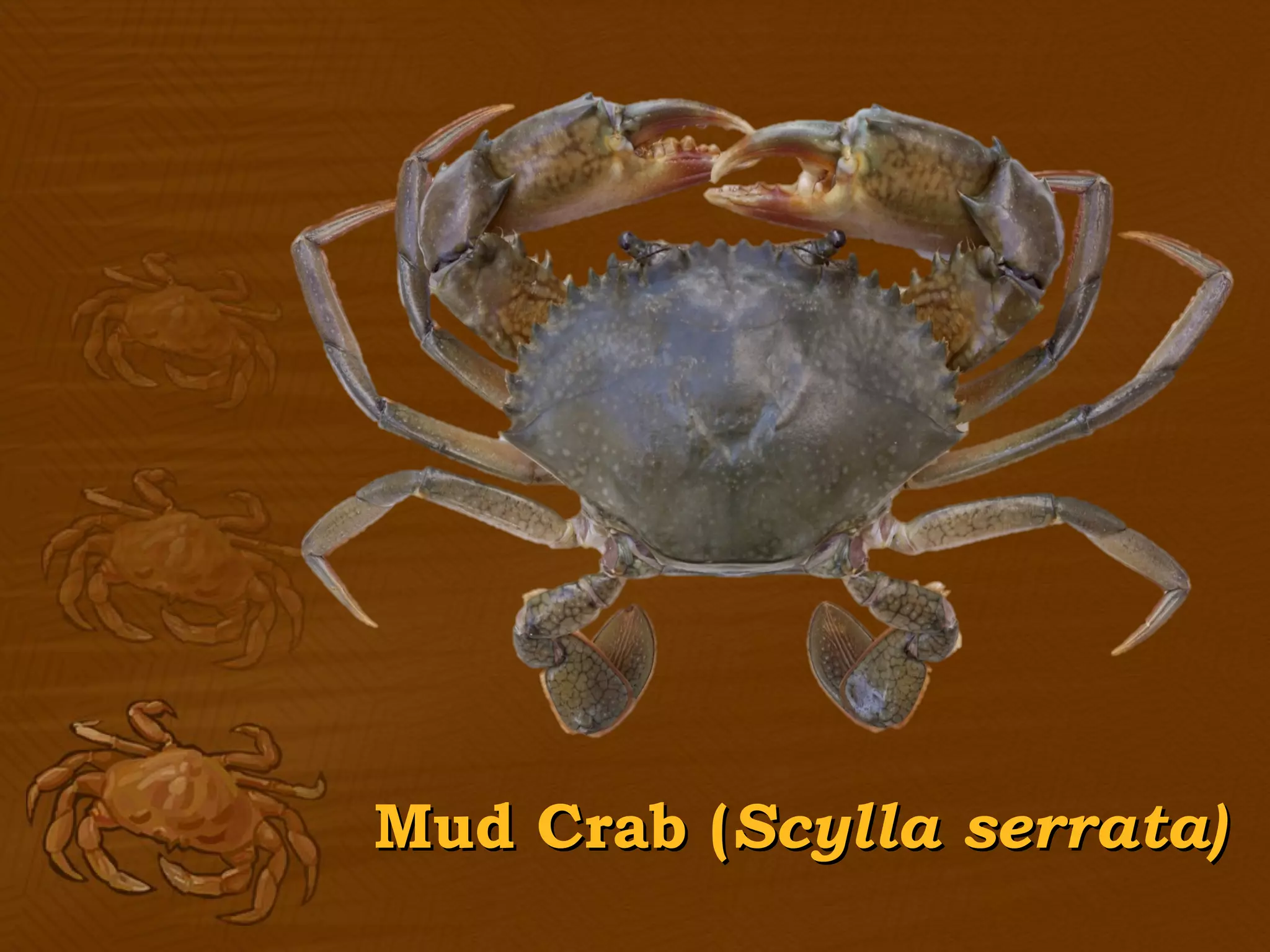 Reproductive biology and life cycle of crabs | PPT