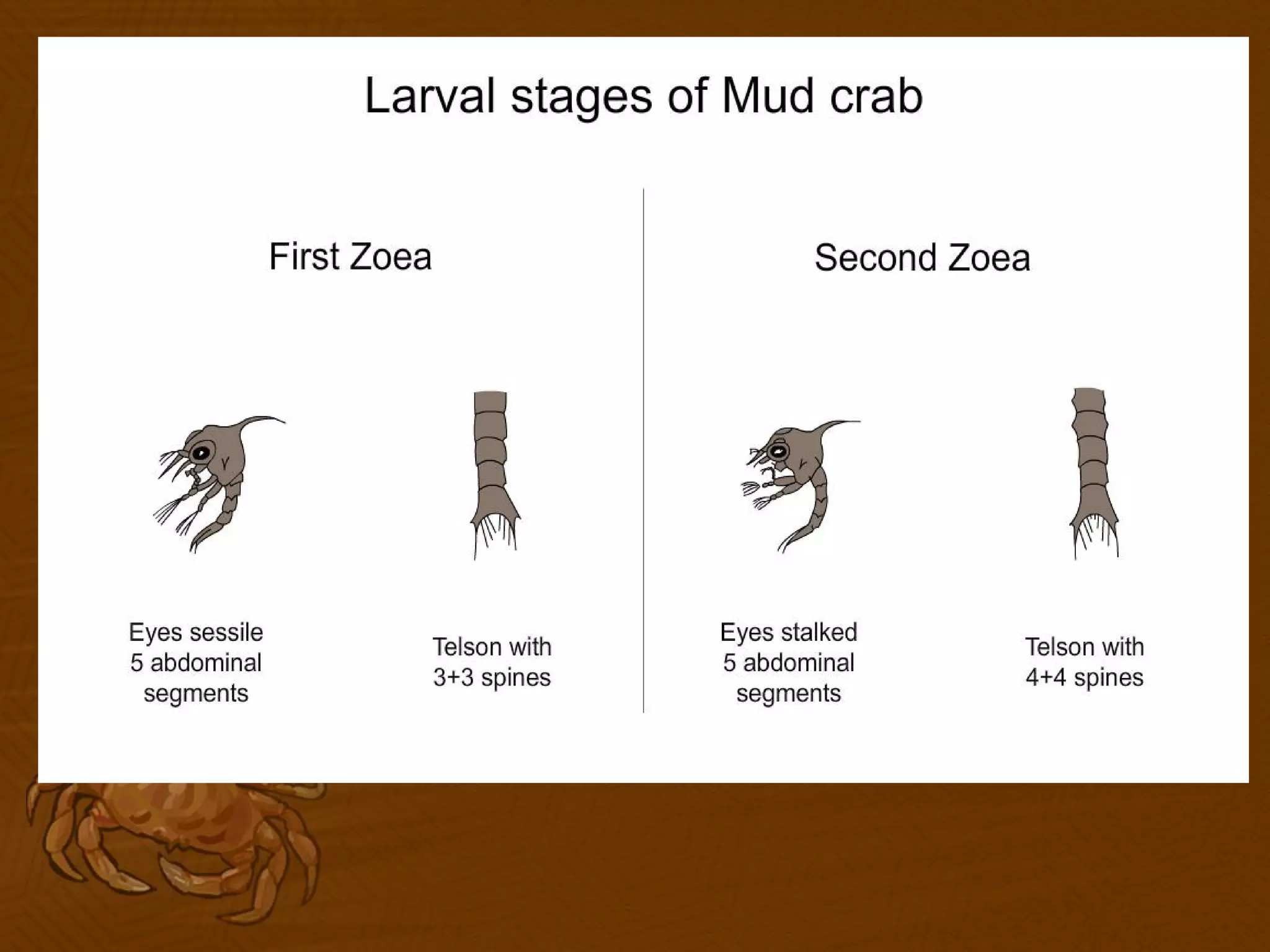 Reproductive biology and life cycle of crabs | PPT