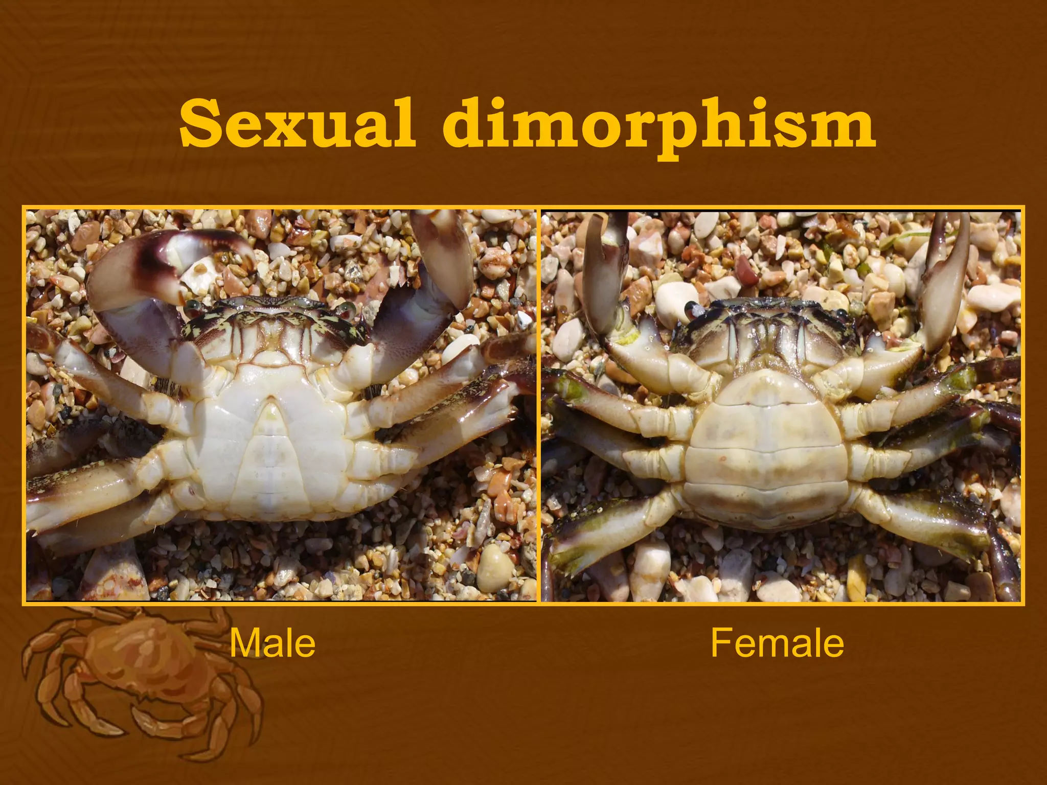 Reproductive biology and life cycle of crabs | PPT
