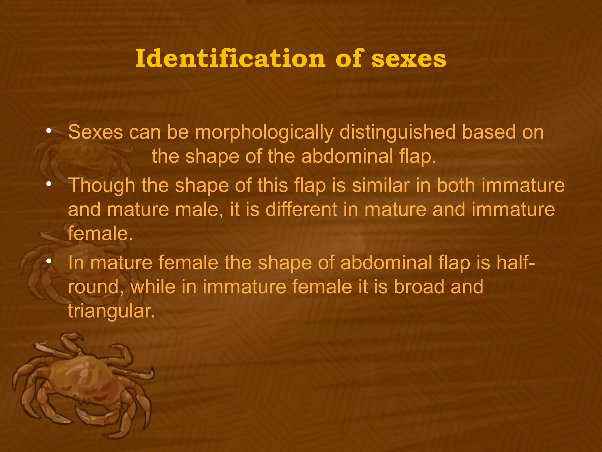 Reproductive biology and life cycle of crabs | PPT