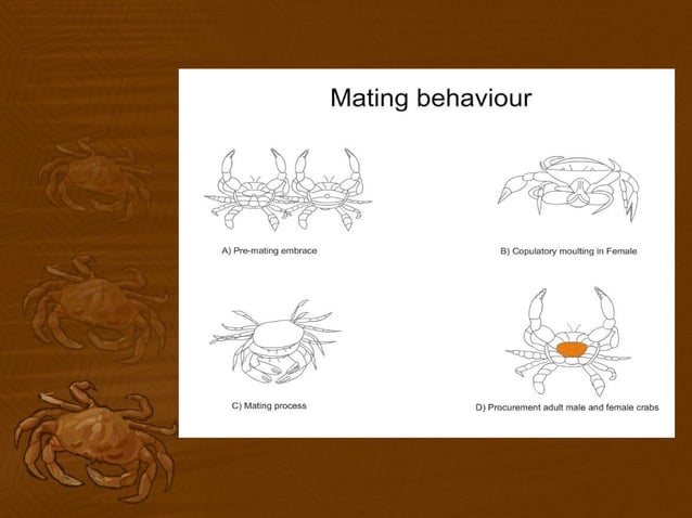 Reproductive biology and life cycle of crabs | PPT