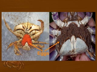 Reproductive biology and life cycle of crabs | PPT