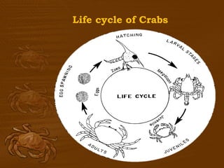 Reproductive biology and life cycle of crabs | PPT
