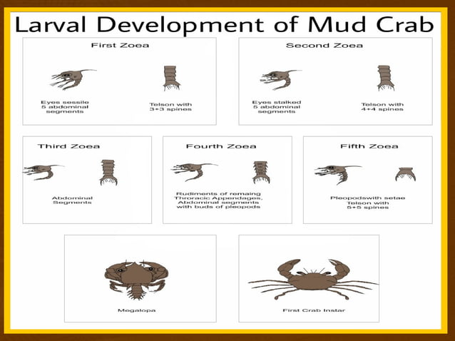 Reproductive biology and life cycle of crabs | PPT