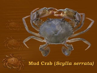 Reproductive biology and life cycle of crabs | PPT