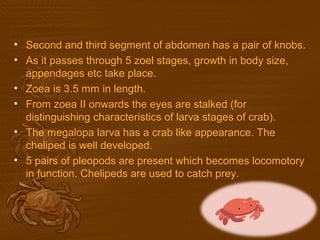 Reproductive biology and life cycle of crabs | PPT