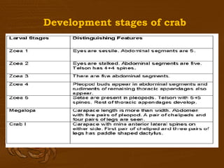 Reproductive biology and life cycle of crabs | PPT
