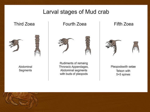 Reproductive biology and life cycle of crabs | PPT