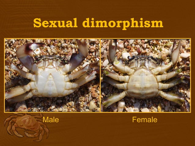 Reproductive biology and life cycle of crabs | PPT