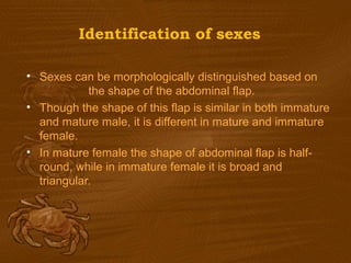 Reproductive biology and life cycle of crabs | PPT