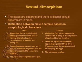 Reproductive biology and life cycle of crabs | PPT