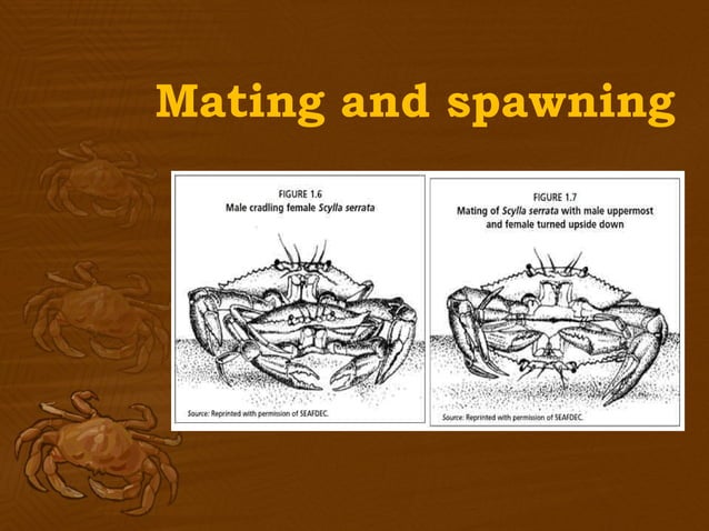 Reproductive biology and life cycle of crabs | PPT