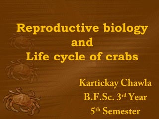 Life Cycle Of A Crab