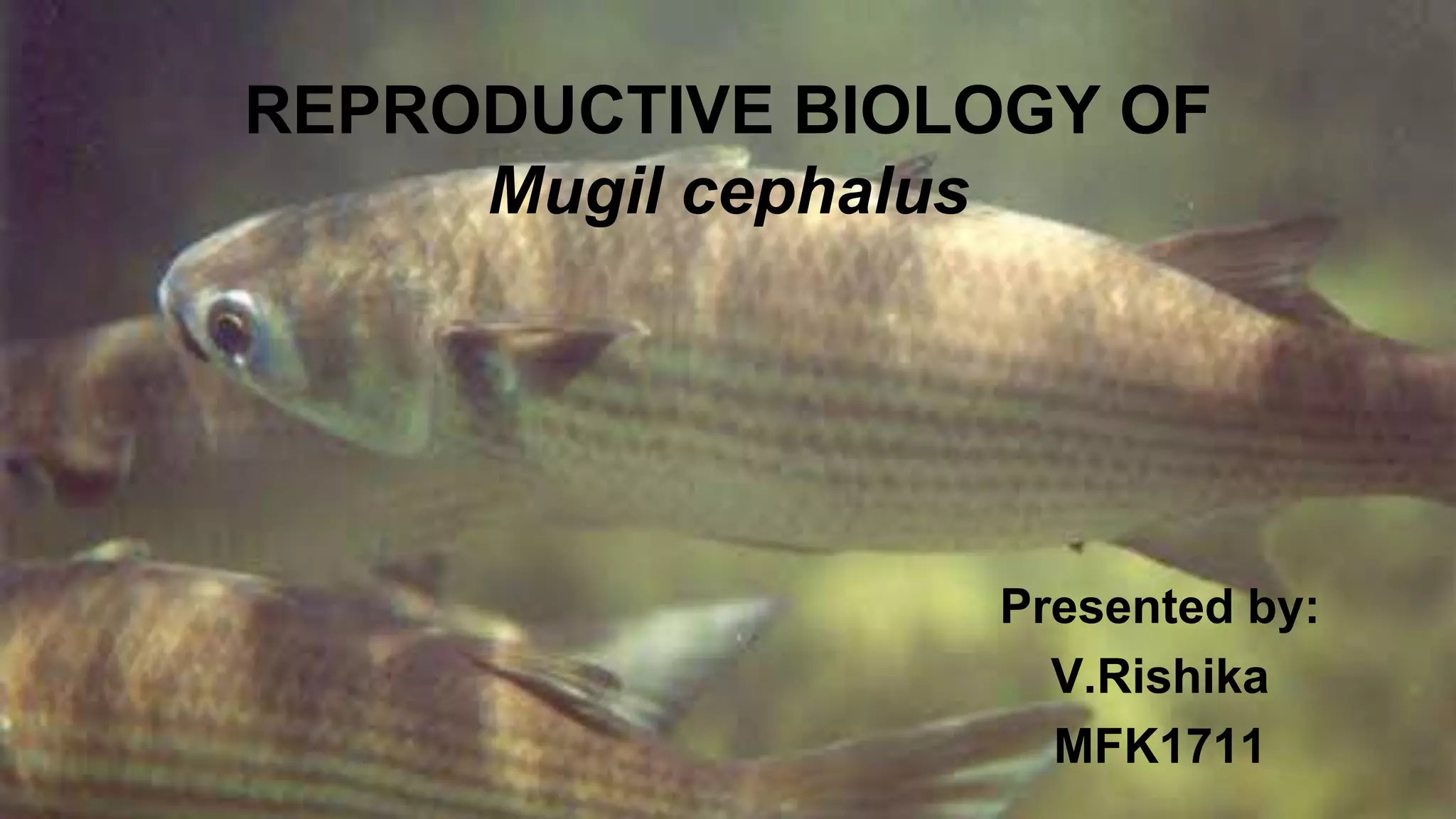 Reproductive biology of mugil cephalus | PPTX