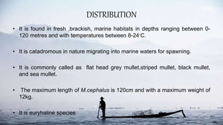 Reproductive biology of mugil cephalus | PPTX