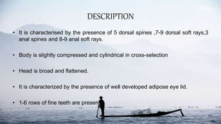 Reproductive biology of mugil cephalus | PPTX