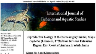Reproductive biology of mugil cephalus | PPTX