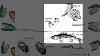 Reproductive biology of mussel | PPT