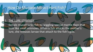 Reproductive biology of mussel | PPT