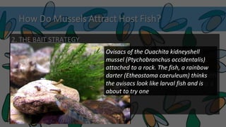 Reproductive biology of mussel | PPT