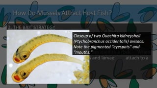 Reproductive biology of mussel | PPT