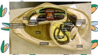Reproductive biology of mussel | PPT