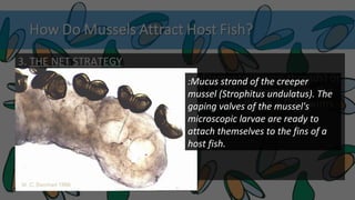 Reproductive biology of mussel | PPT