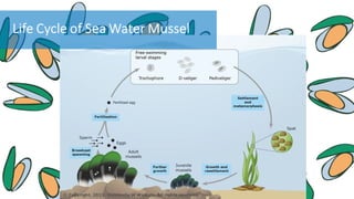 Reproductive biology of mussel | PPT