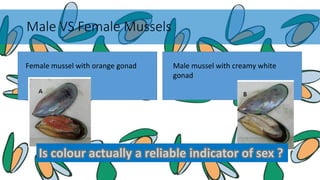 Reproductive biology of mussel | PPT