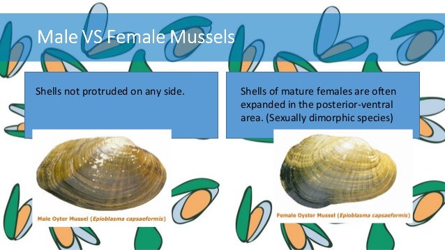 Reproductive biology of mussel