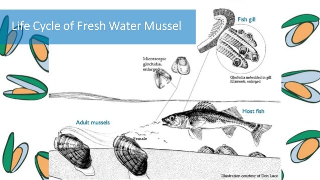 Reproductive biology of mussel