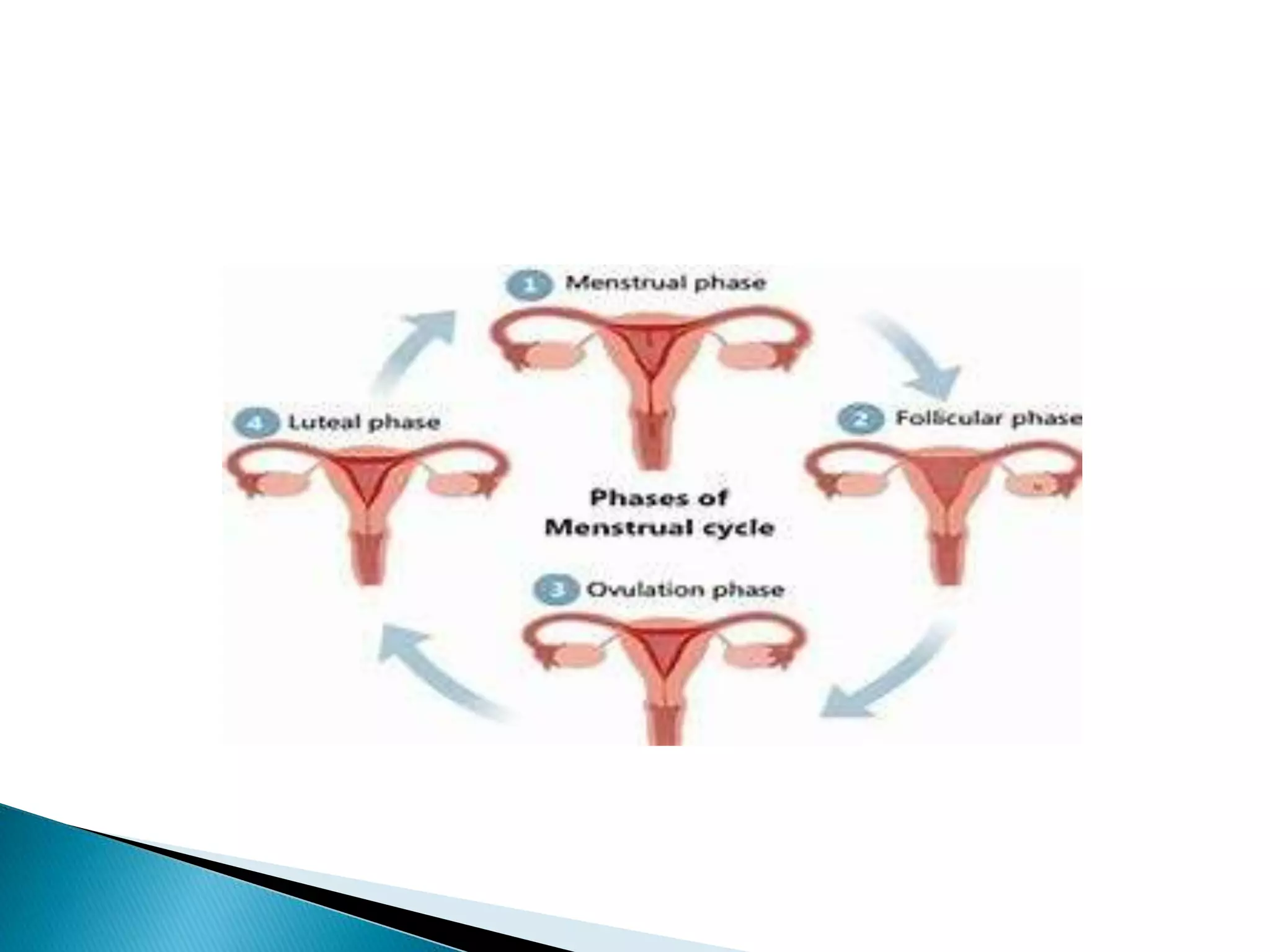 Reproductive Cycle In Human Ppt
