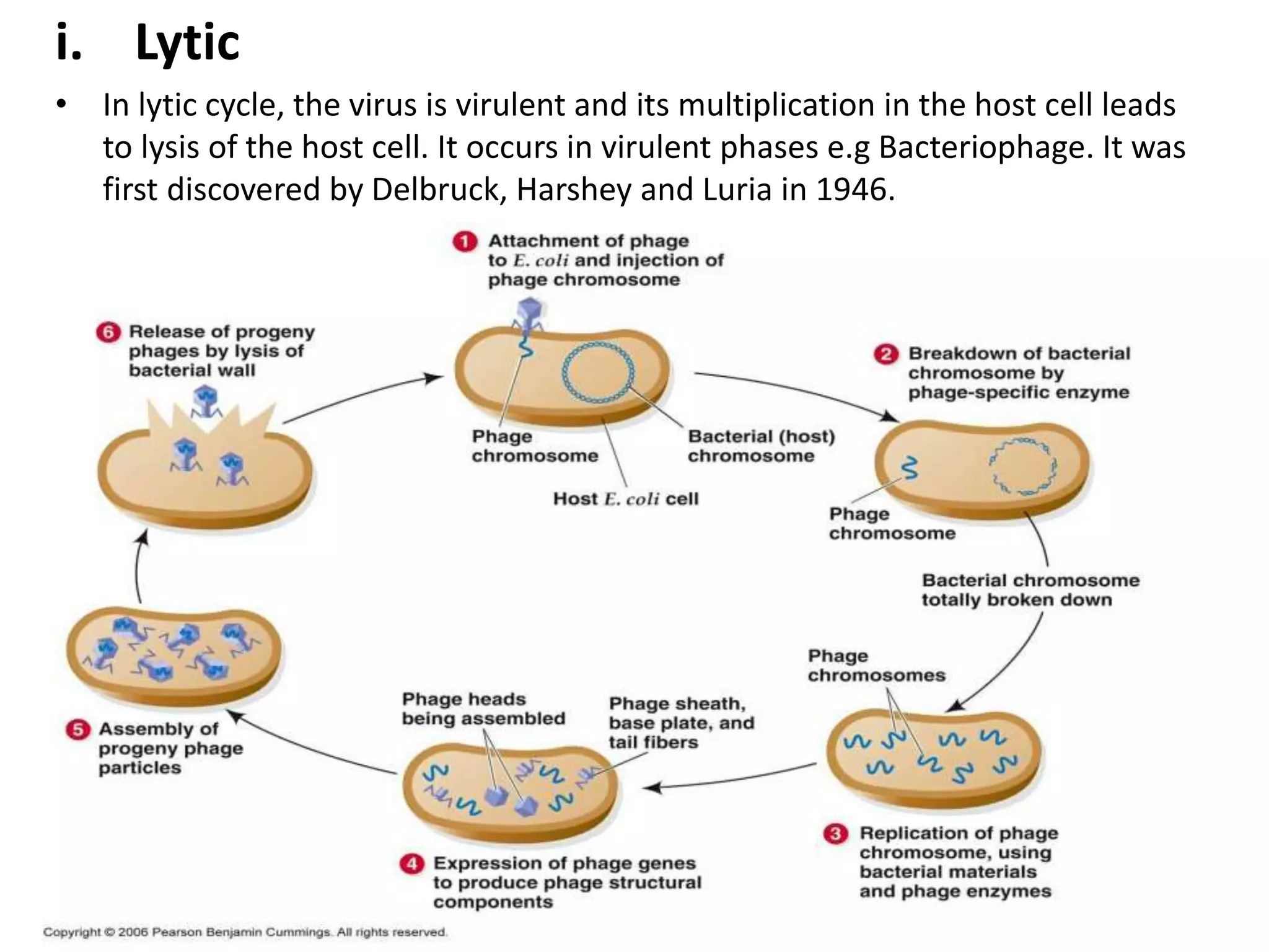 Reproductive cycle of virus | PPTX