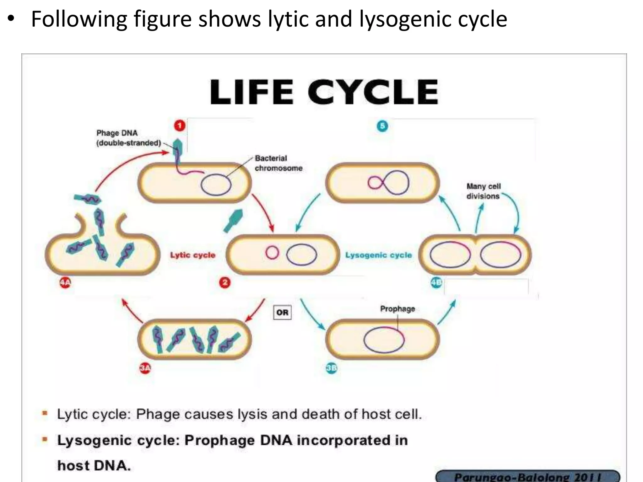 Reproductive cycle of virus | PPTX